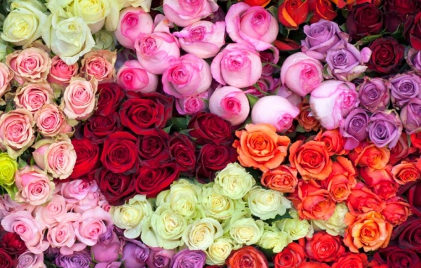 Significado de las rosas por su color